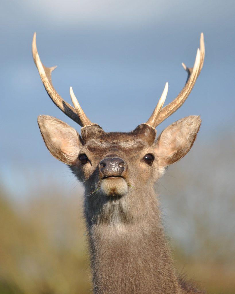 Home - Deer Management